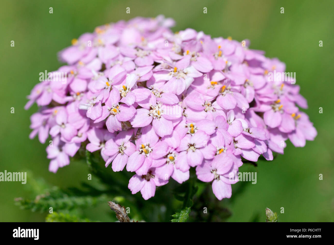 Yarrow (achillea millefolium), also known as Milfoil, close up of the ...
