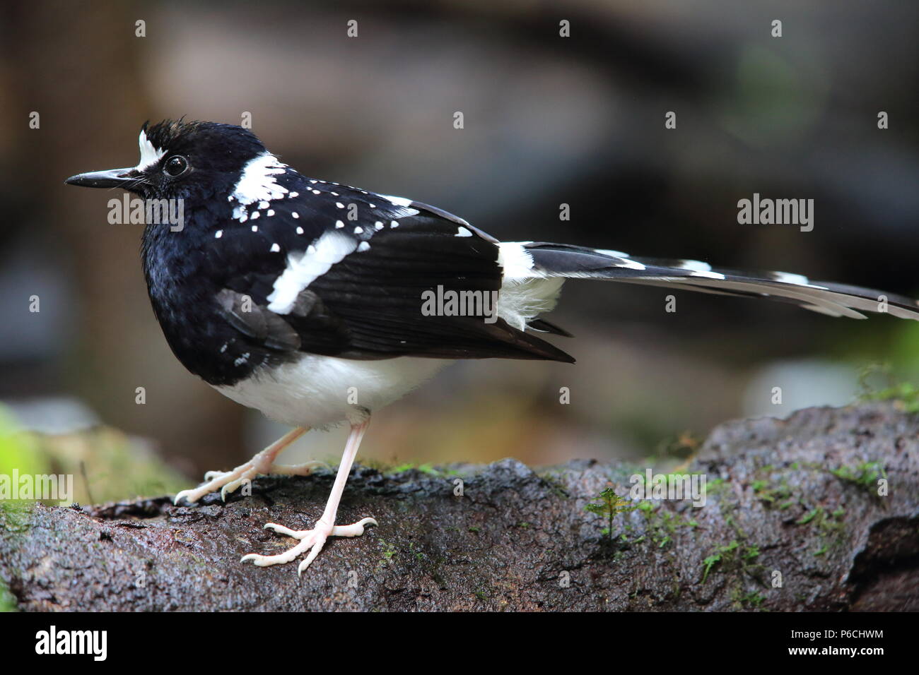 Enicurus maculatus hi-res stock photography and images - Alamy