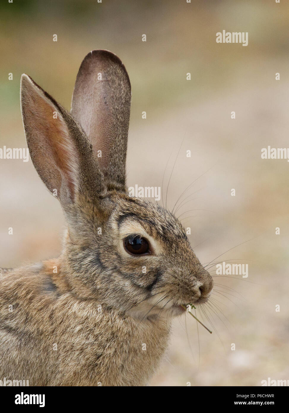 Cottontail hi-res stock photography and images - Alamy