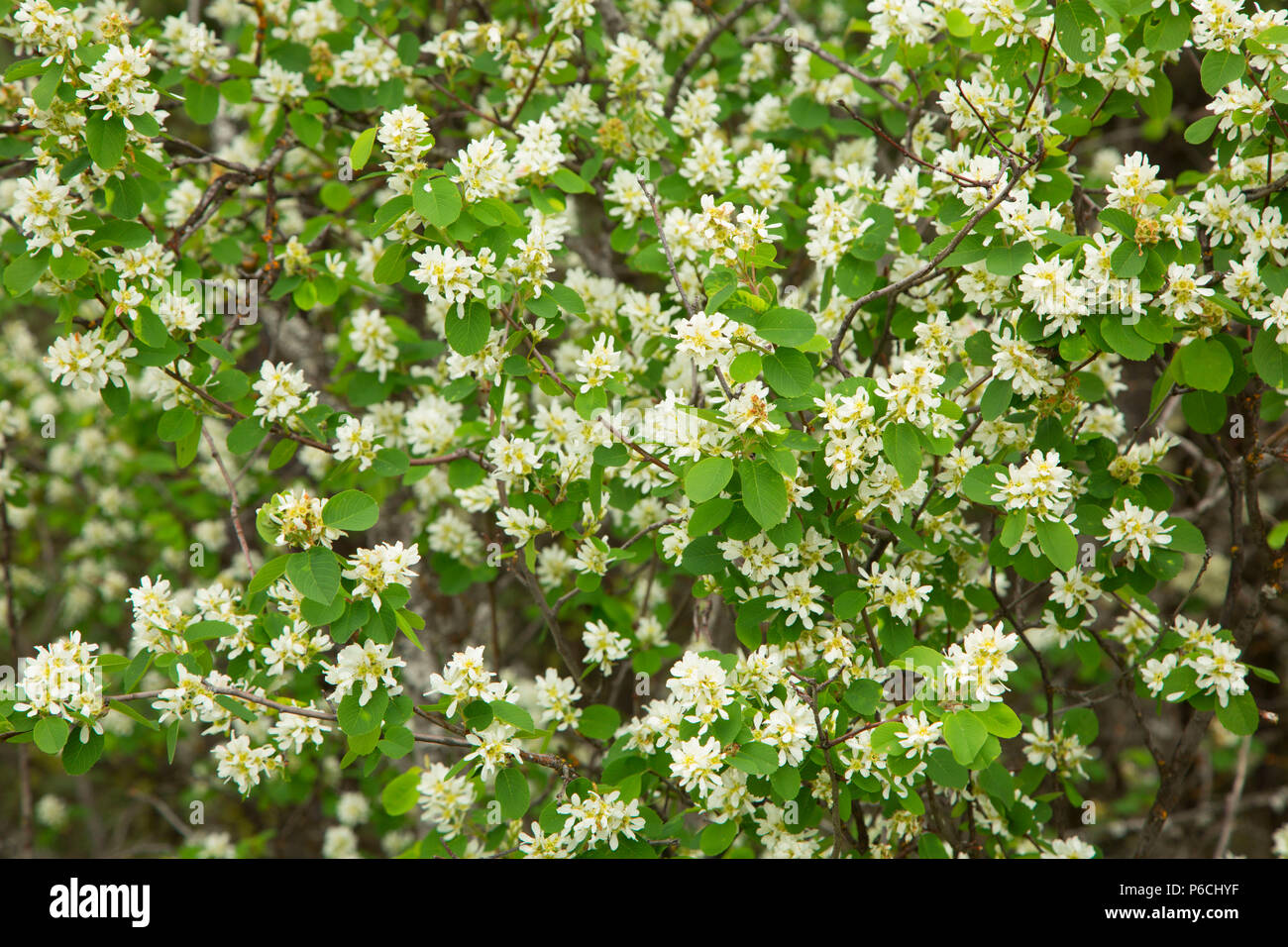 Idaho gold rush historic byway hi-res stock photography and images - Alamy