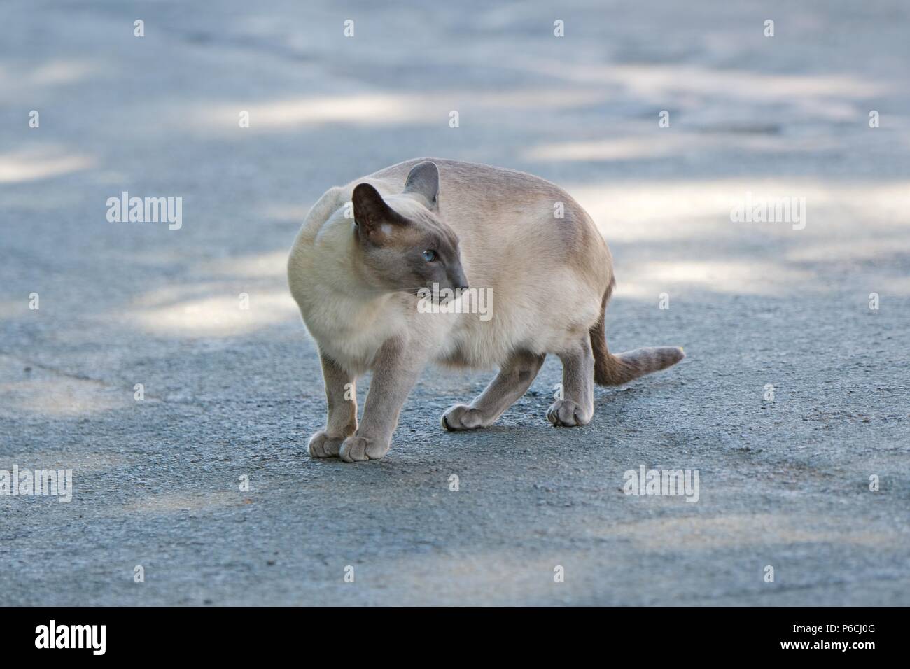 A cat on the prowl on a street in New Mills Stock Photo - Alamy