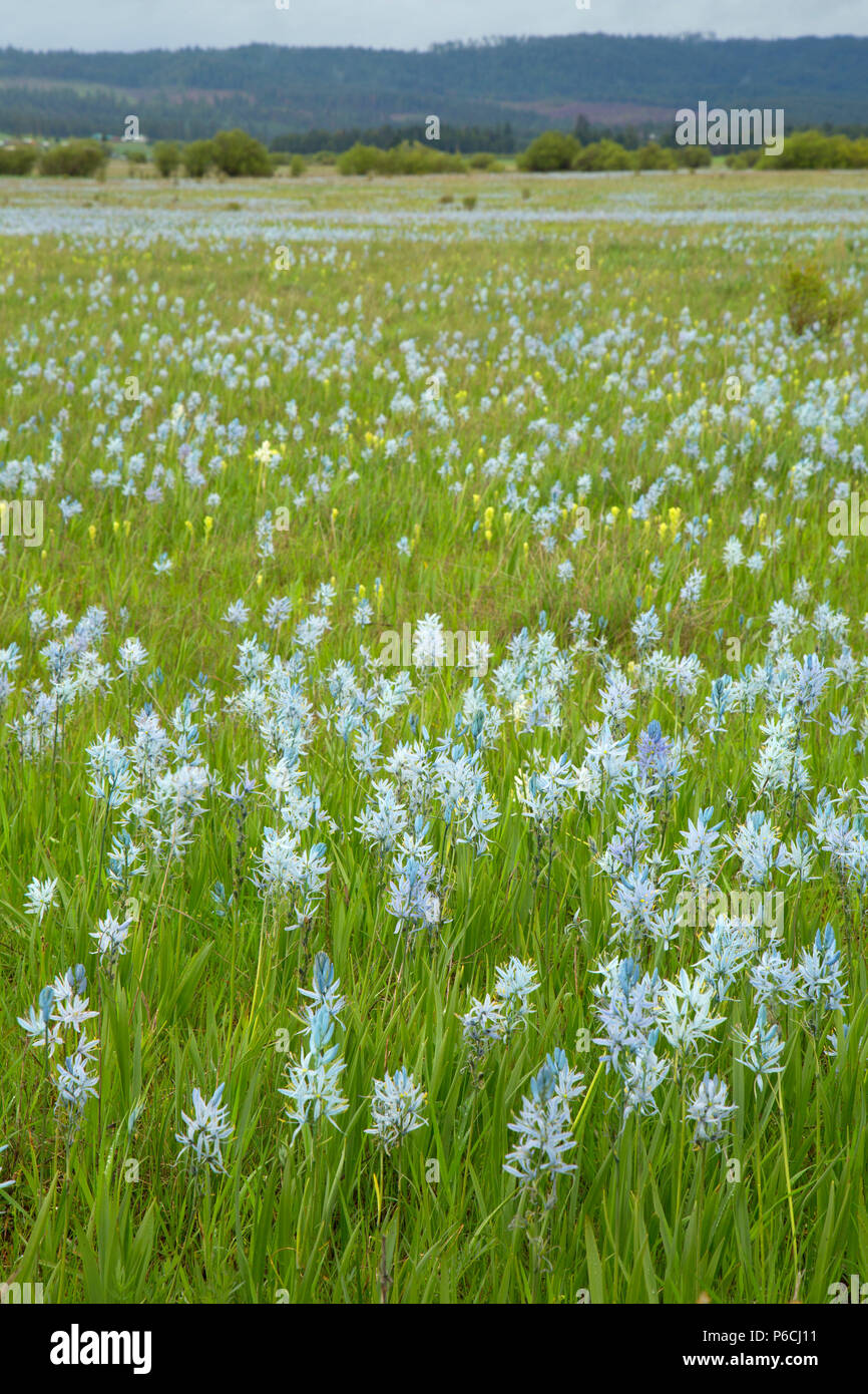 Weippe prairie hi-res stock photography and images - Alamy