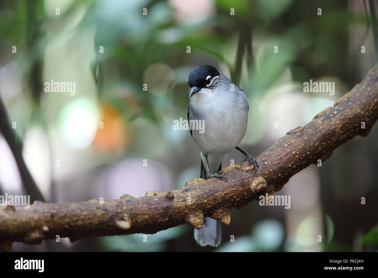 Black-headed Sibia (Heterophasia desgodinsi robinsoni) in Dalat, Vietnam Stock Photo - Alamy