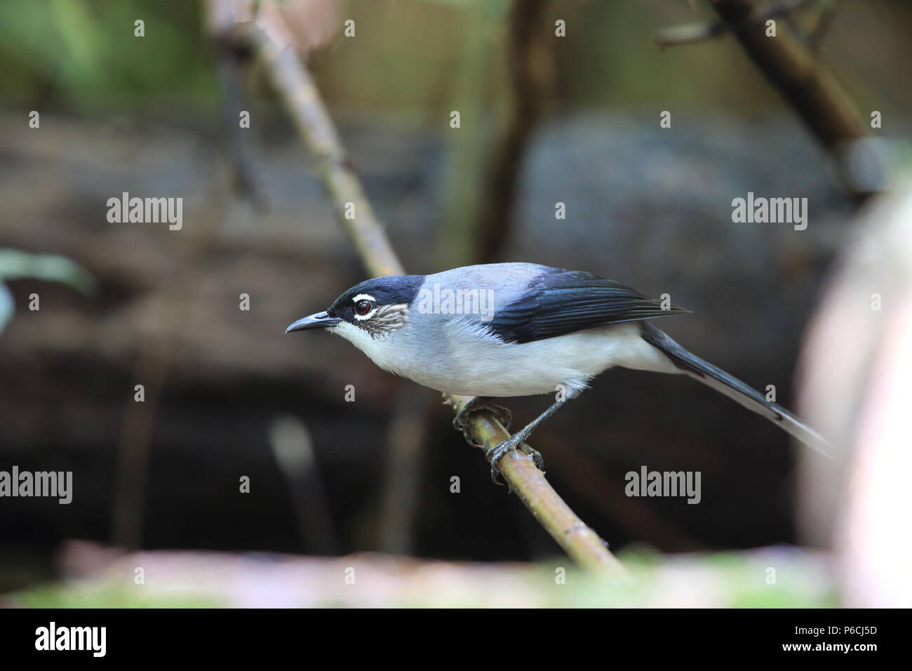 Black-headed Sibia (Heterophasia desgodinsi robinsoni) in Dalat ...