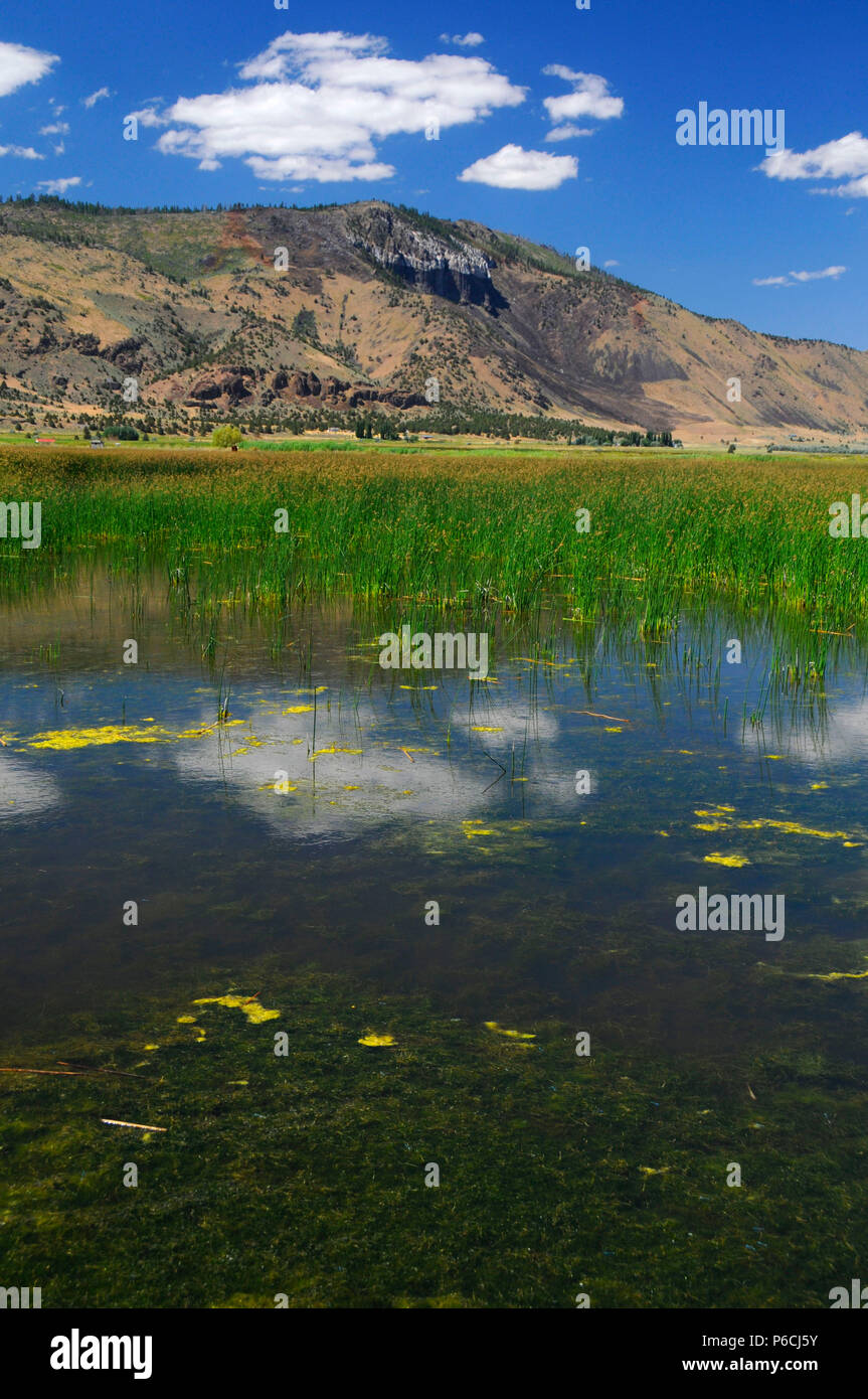 Bulrush marsh, Summer Lake Wildlife Area, Oregon Outback Scenic Byway ...