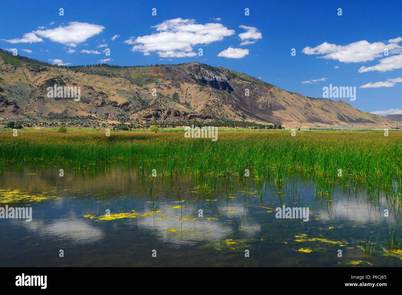 Bulrush marsh, Summer Lake Wildlife Area, Oregon Outback Scenic Byway ...