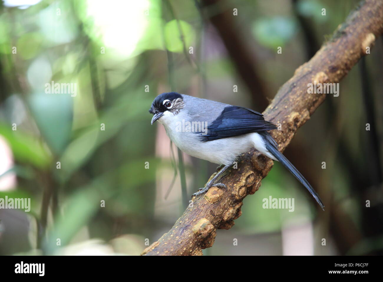 Black-headed Sibia (Heterophasia desgodinsi robinsoni) in Dalat, Vietnam Stock Photo - Alamy
