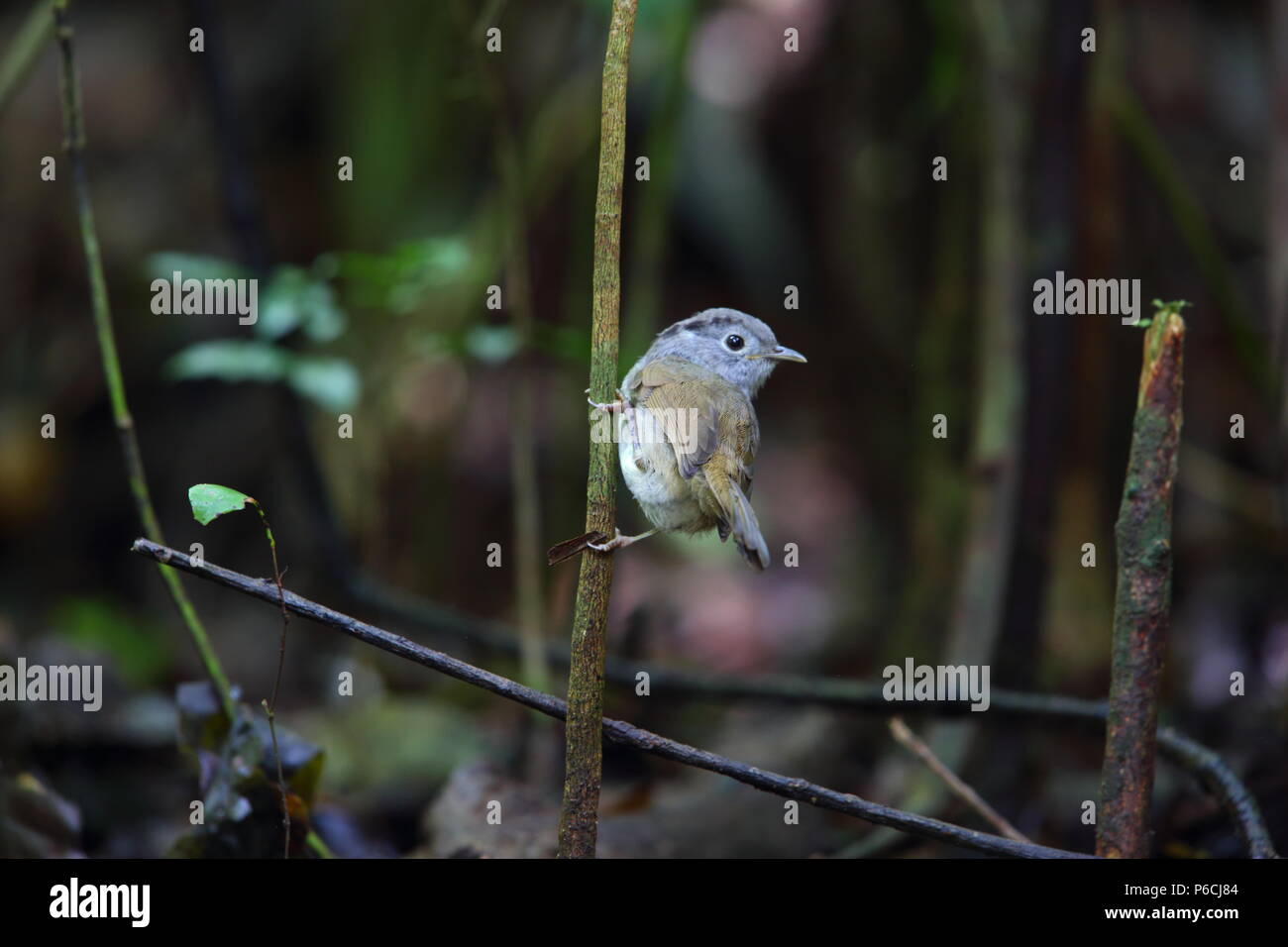 Alcippe peracensis hi-res stock photography and images - Alamy