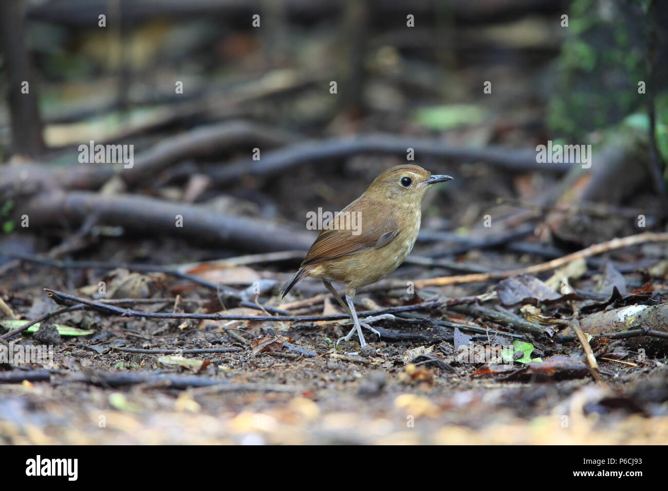 Lesser shortwing (Brachypteryx leucophris langbianensis) in Dalat ...