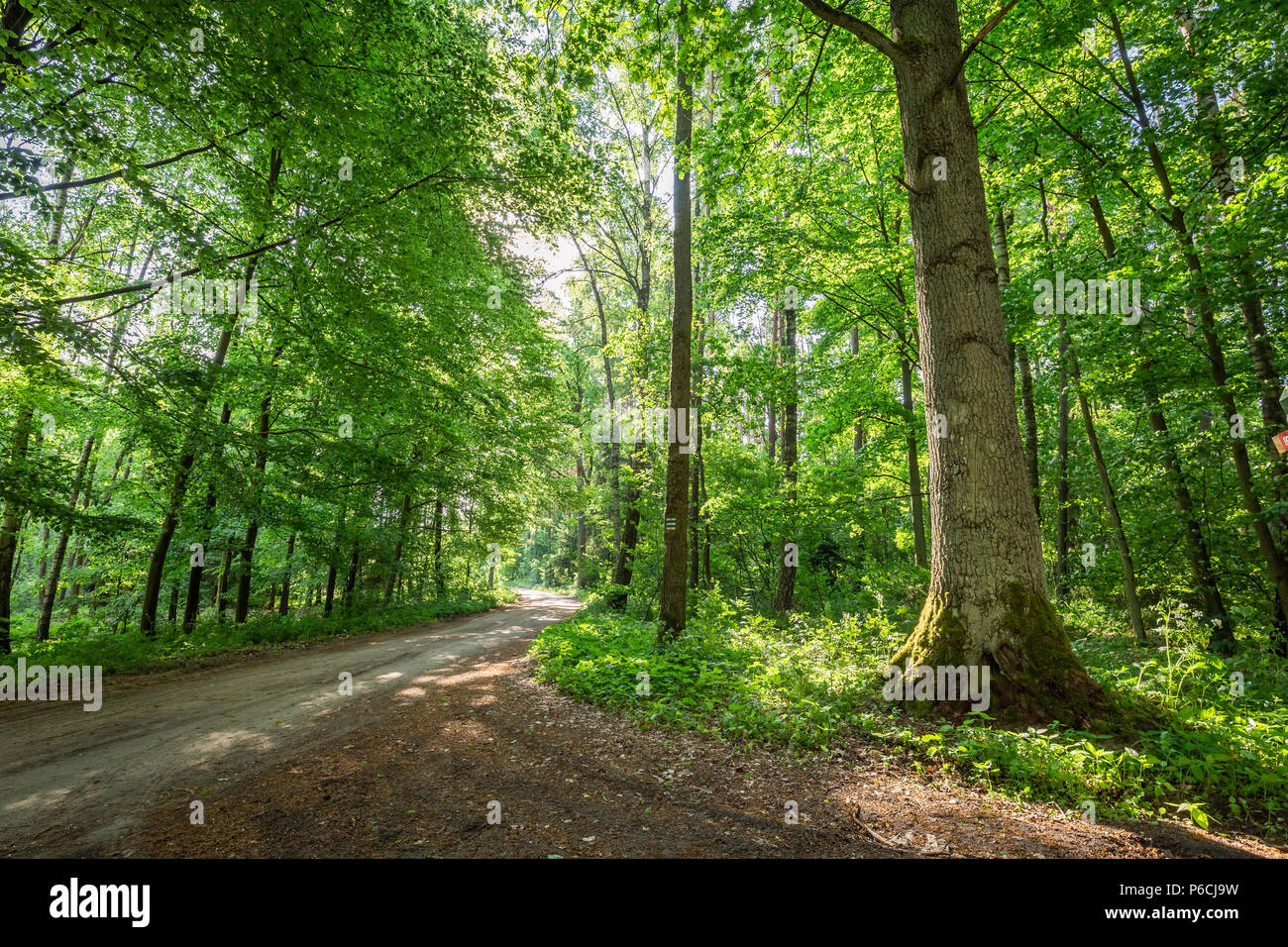 Beautiful spring in the green forest, Europe Stock Photo - Alamy