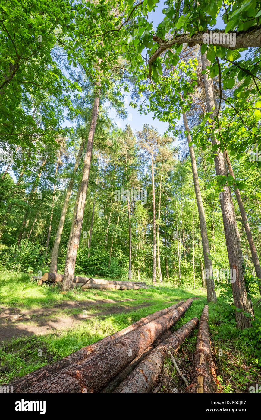 Beautiful spring in the green forest, Poland Stock Photo - Alamy