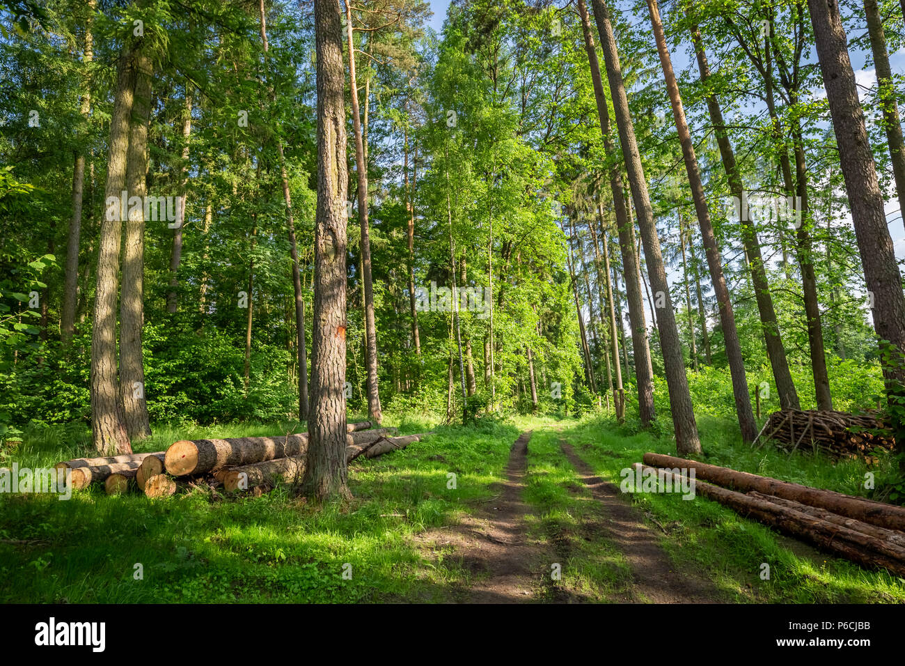 Amazing spring in the green forest, Poland Stock Photo - Alamy