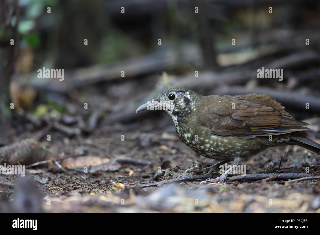 Dark-sided Thrush (Zoothera marginata) in Dalat, Vietnam Stock Photo - Alamy