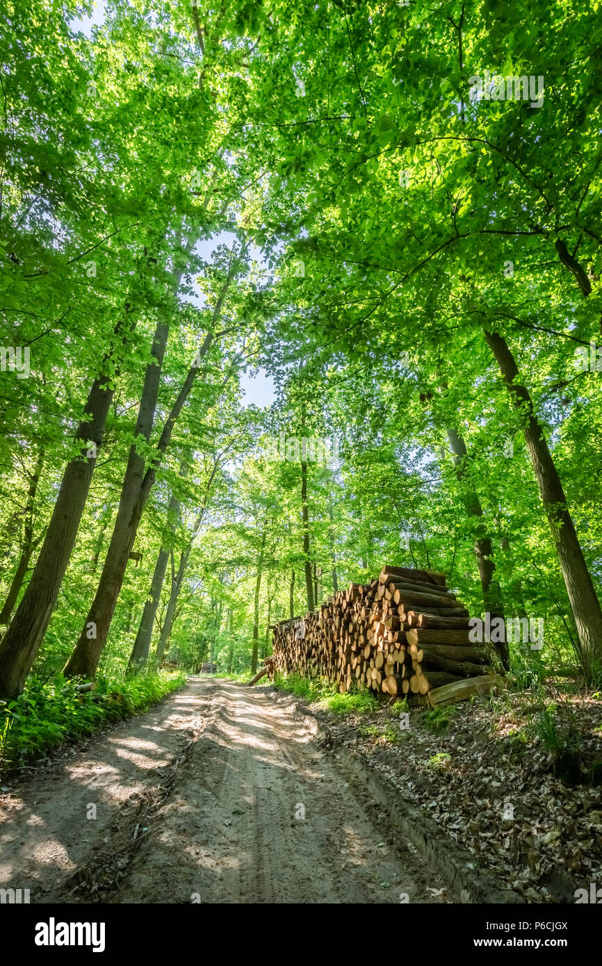 Beautiful green forest in the summer, Europe Stock Photo - Alamy