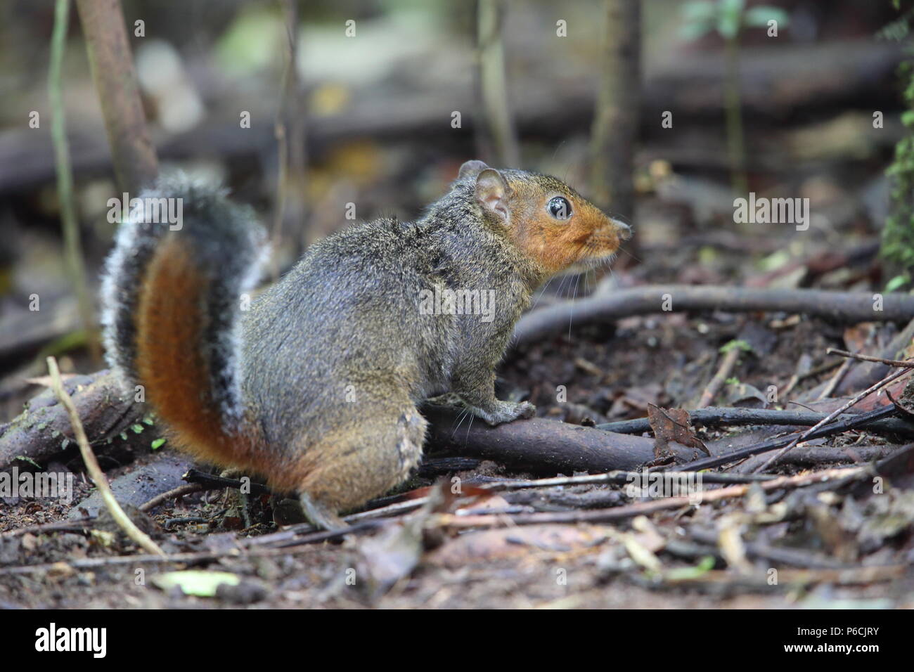 Asian red-cheeked Squirrel (Dremomys rufigenis) in Da lat, Vietnam ...