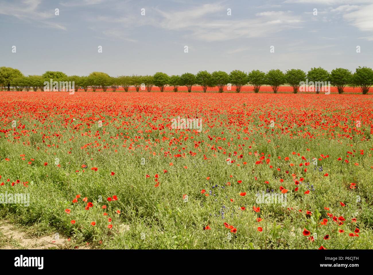 Fields of red corn poppies wildflowers blooming at Wildseed Farm in ...