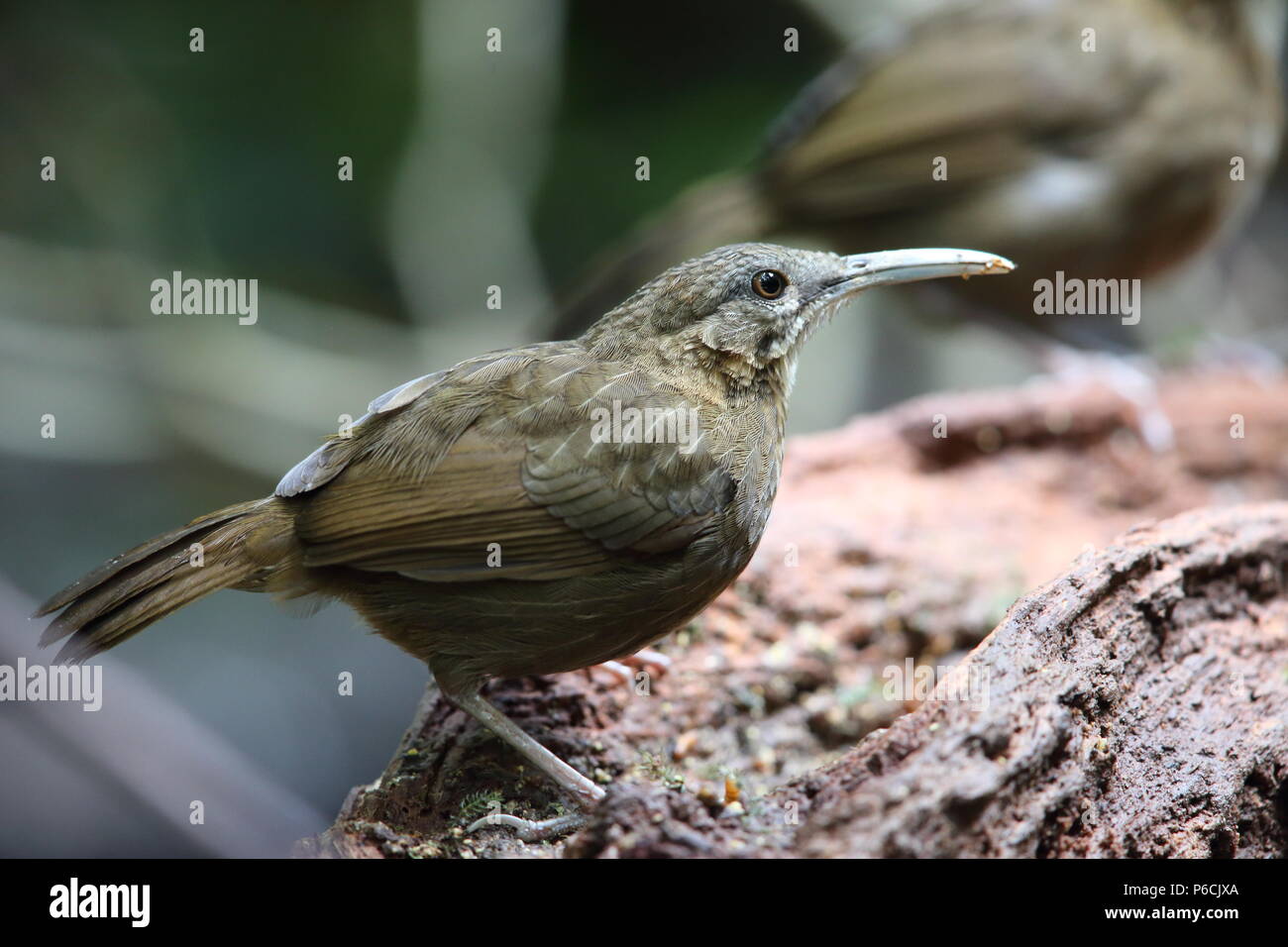 Indochinese wren babbler hi-res stock photography and images - Alamy