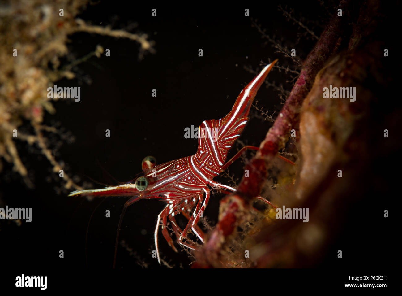 Durban rhynchocinetidae hi-res stock photography and images - Alamy