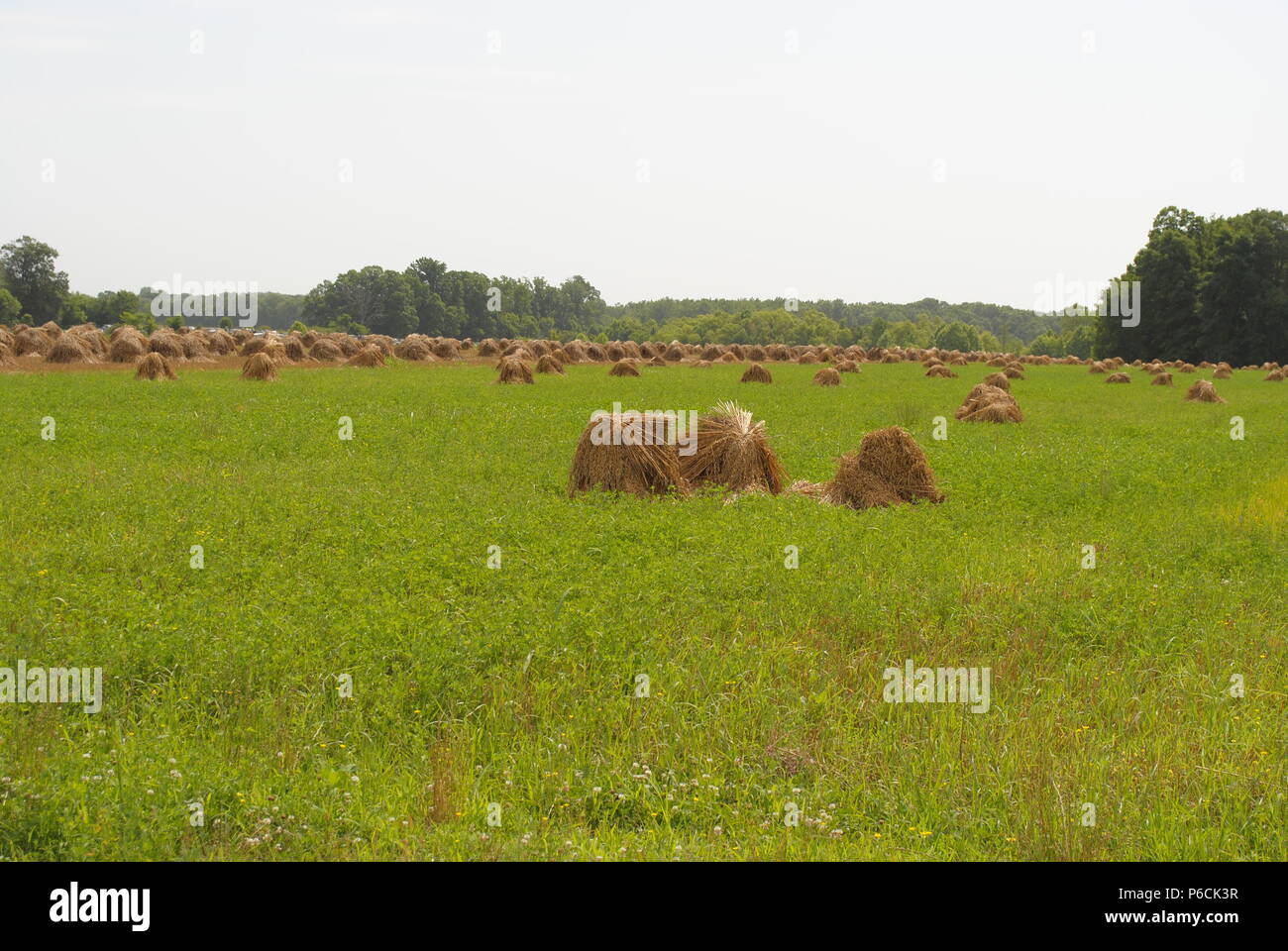 Amish oat shocks Stock Photo - Alamy