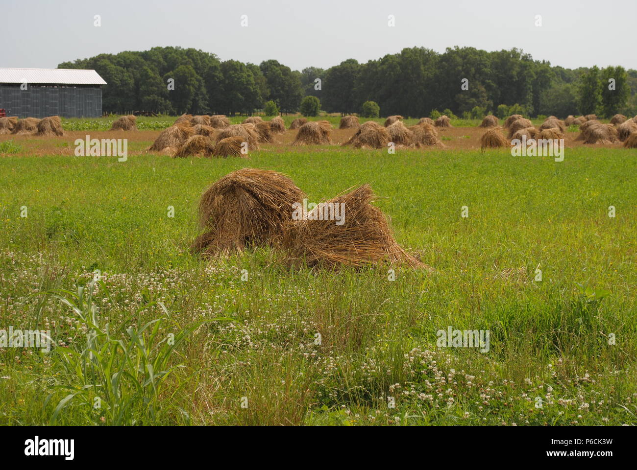 Amish oat shocks Stock Photo - Alamy
