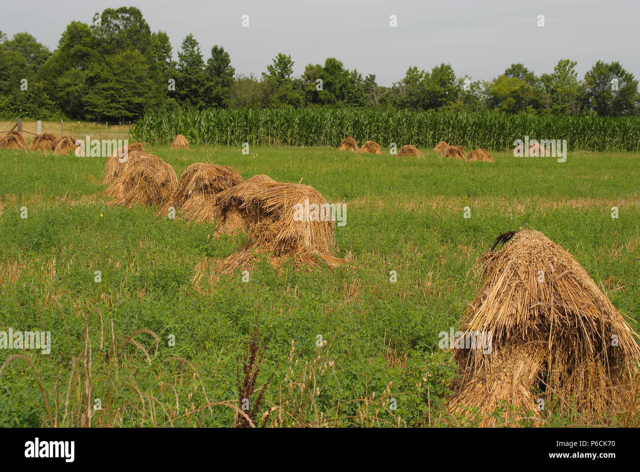 Amish oat shocks Stock Photo - Alamy
