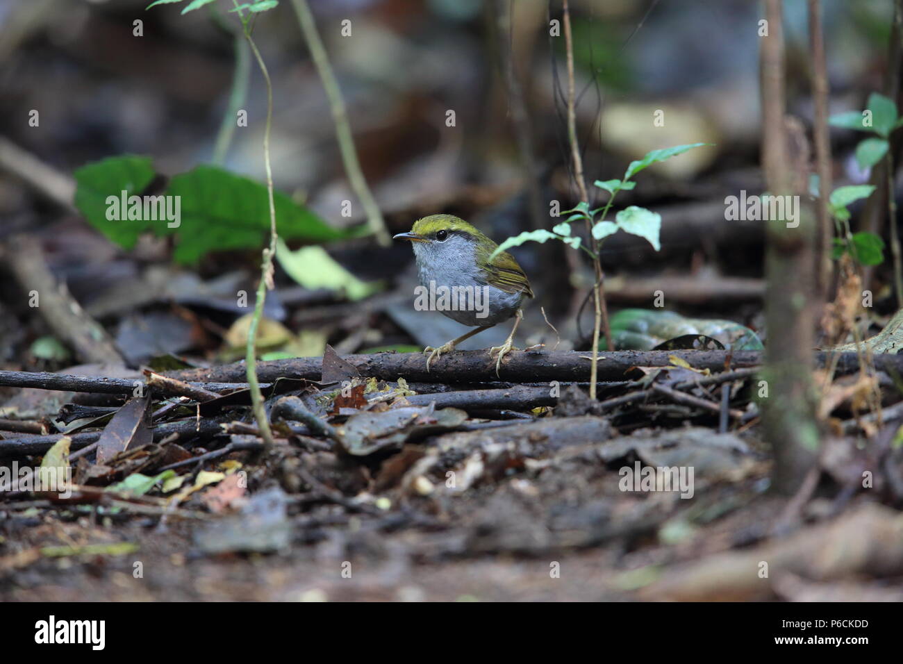 Grey bellied tesia hi-res stock photography and images - Alamy