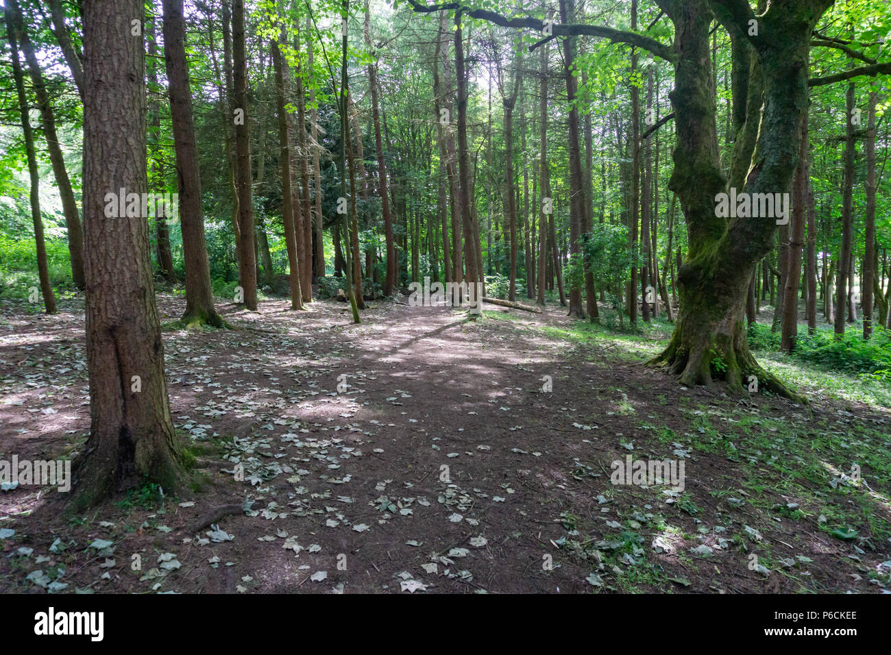 Pine trees casting shadows hi-res stock photography and images - Alamy