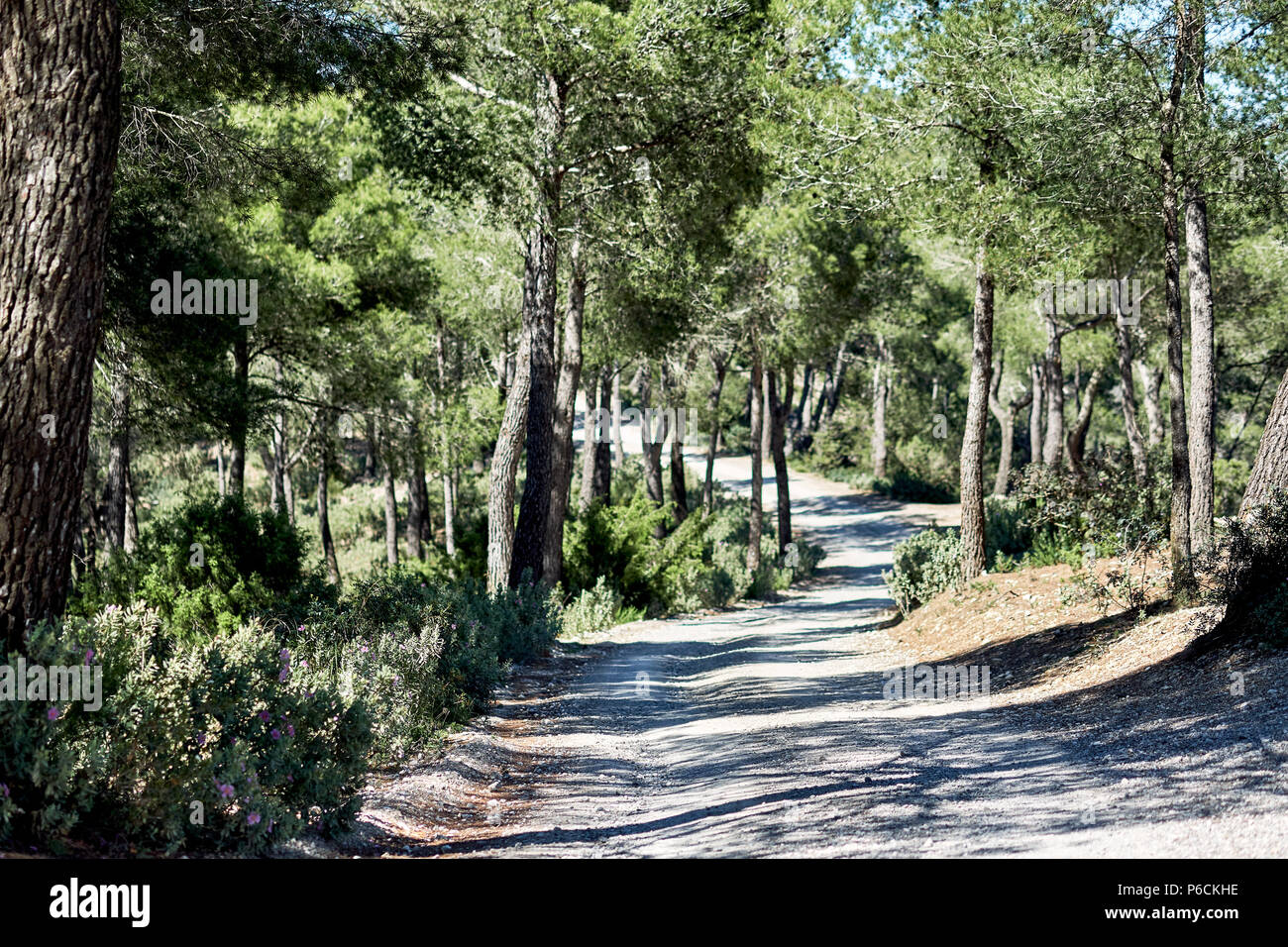 Pine trees ibiza hi-res stock photography and images - Alamy