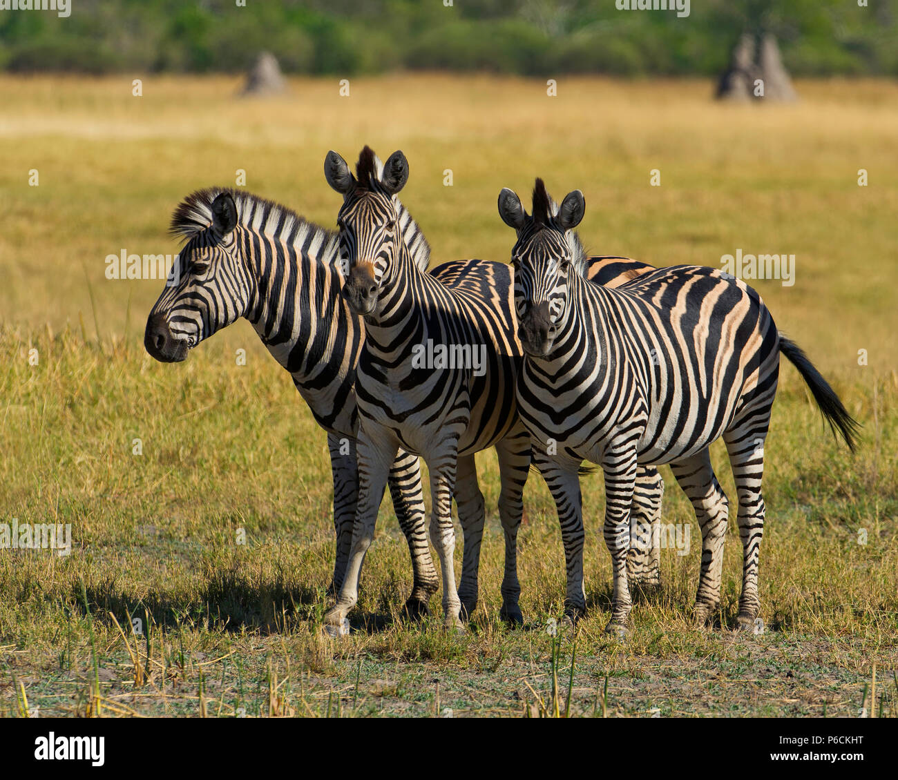 Trio of zebra hi-res stock photography and images - Alamy
