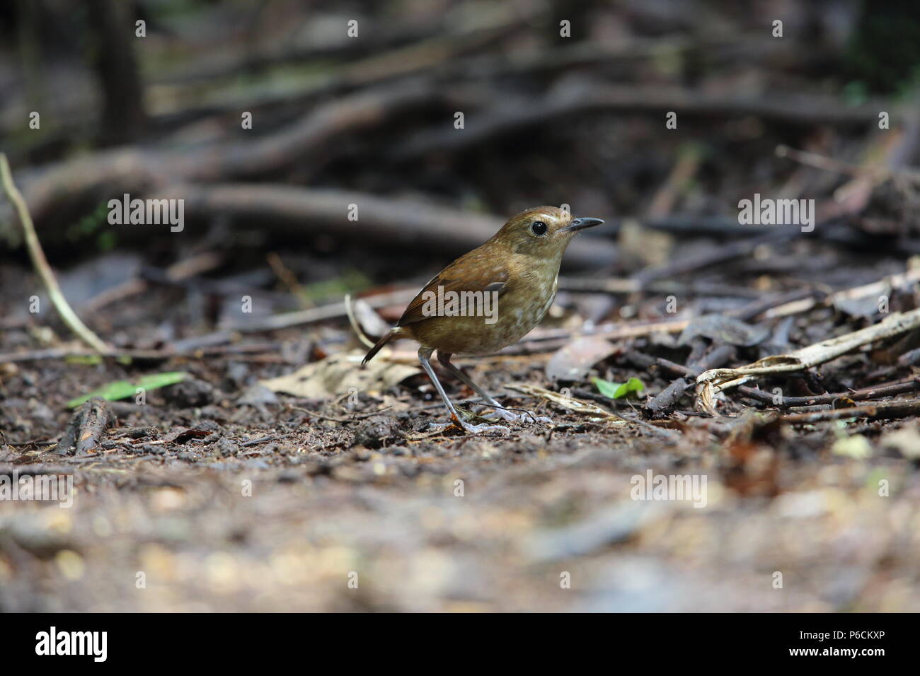 Lesser shortwing (Brachypteryx leucophris langbianensis) in Dalat ...