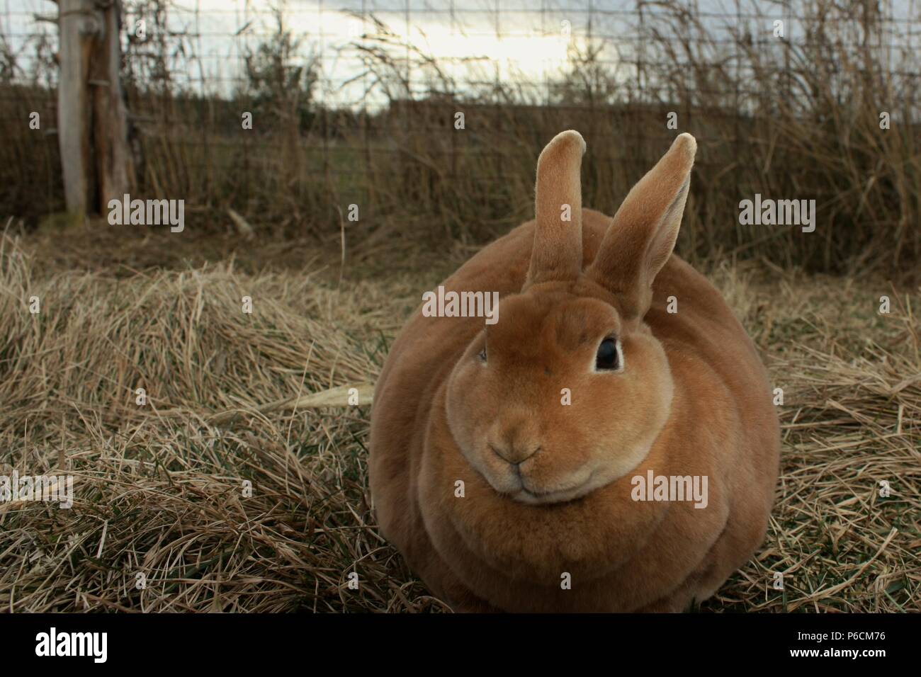 Real Velveteen Rabbit