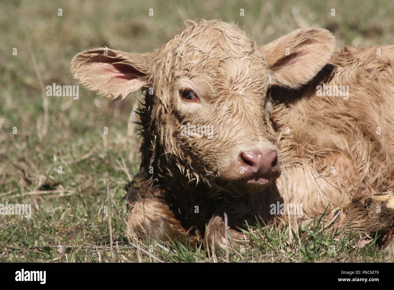 Newly Born Baby Calf Stock Photo - Alamy