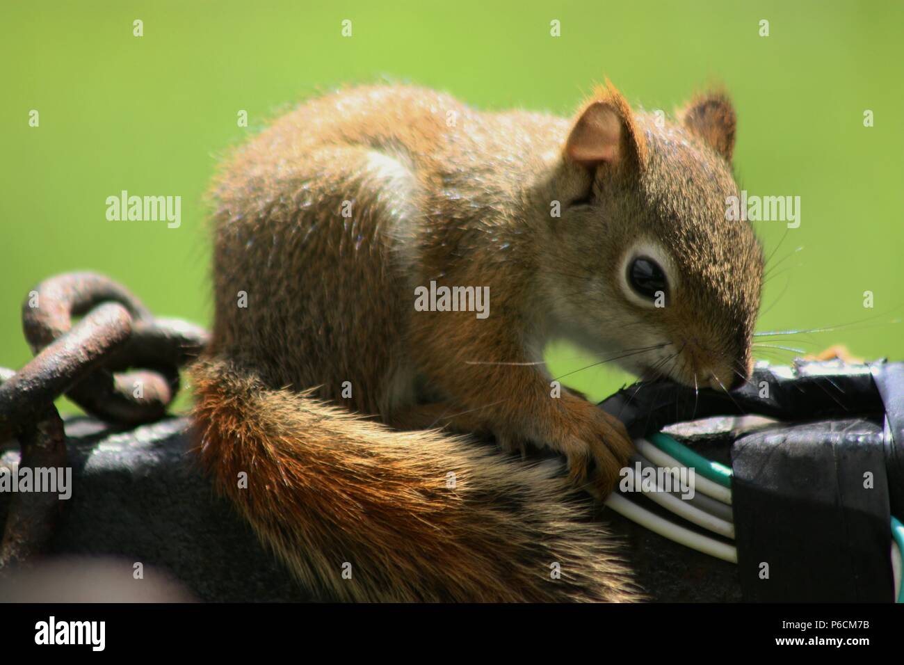 Baby squirrel hi-res stock photography and images - Alamy