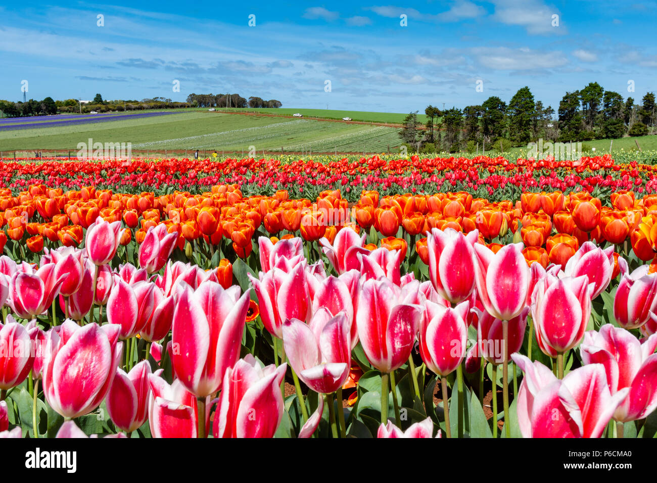 Tulip Farm - Tasmania - Australia Stock Photo - Alamy