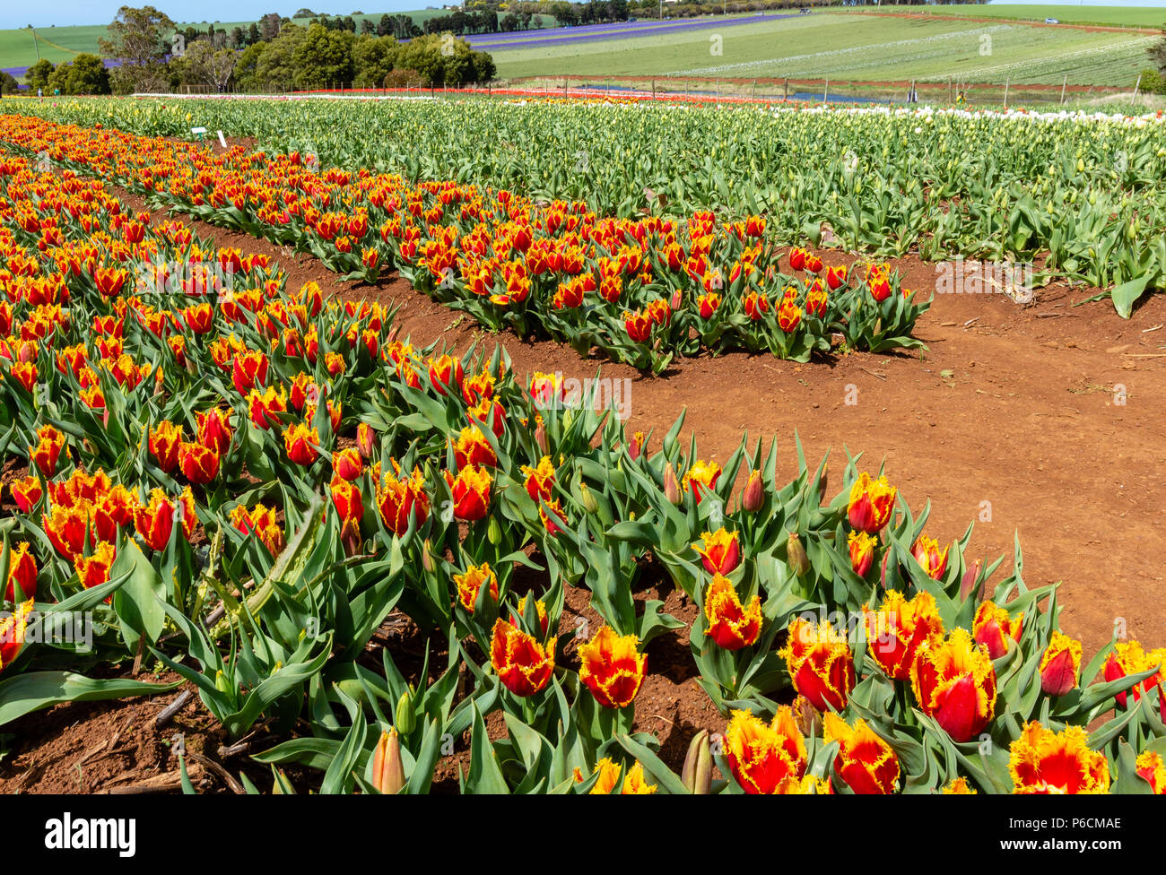 Tulip Farm - Tasmania - Australia Stock Photo - Alamy