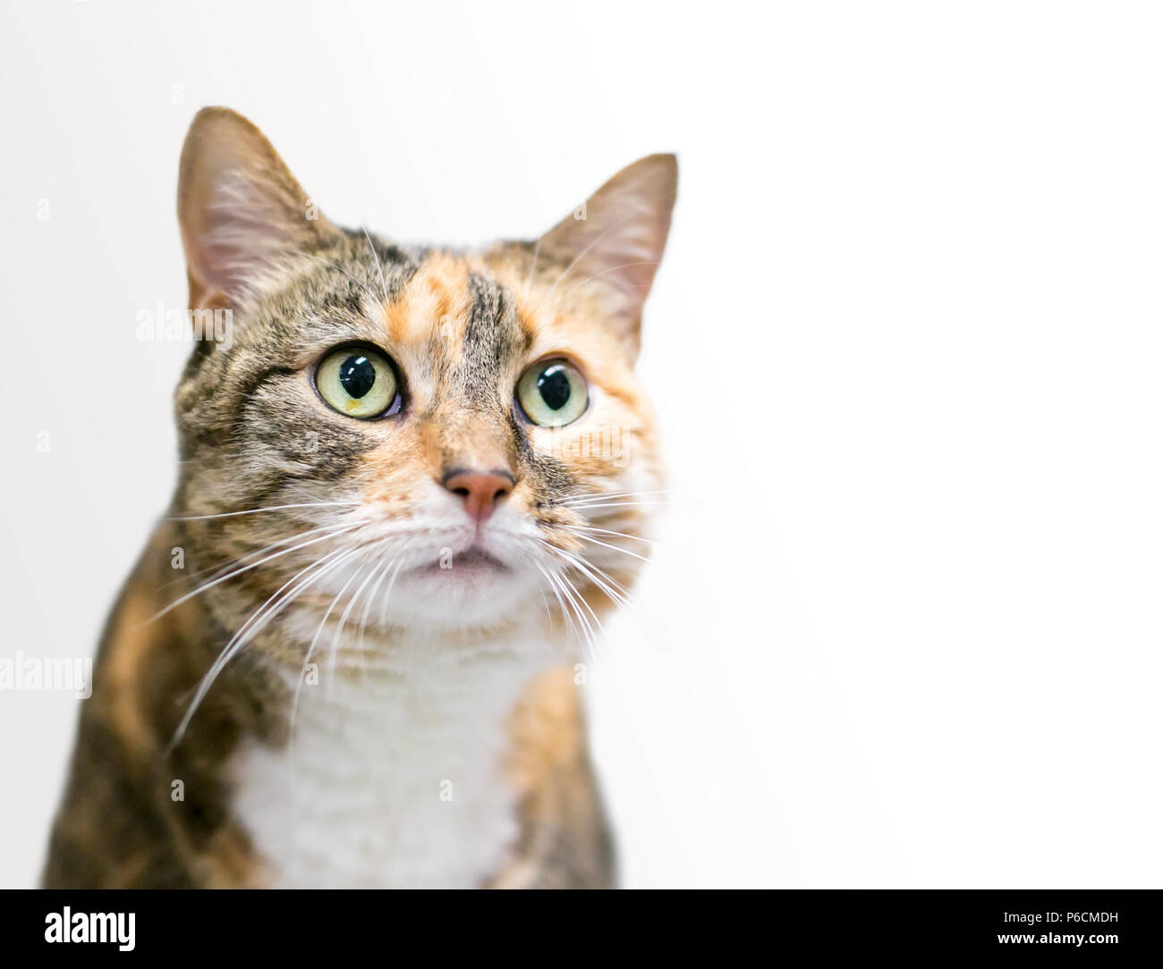 A Calico Tabby domestic shorthair cat on a white background Stock Photo ...