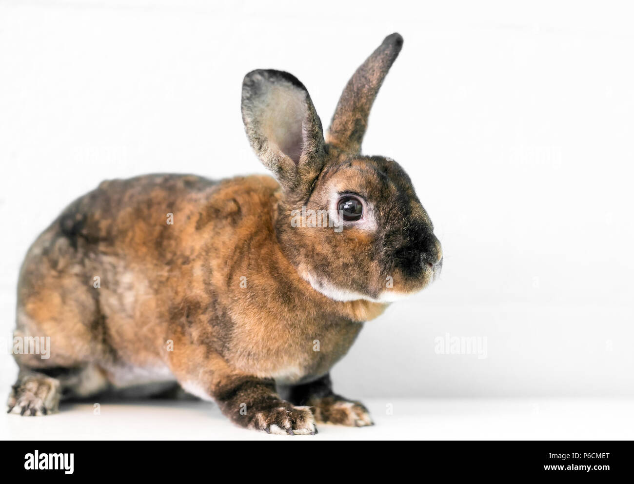 Tortoiseshell Breed High Resolution Stock Photography and Images - Alamy