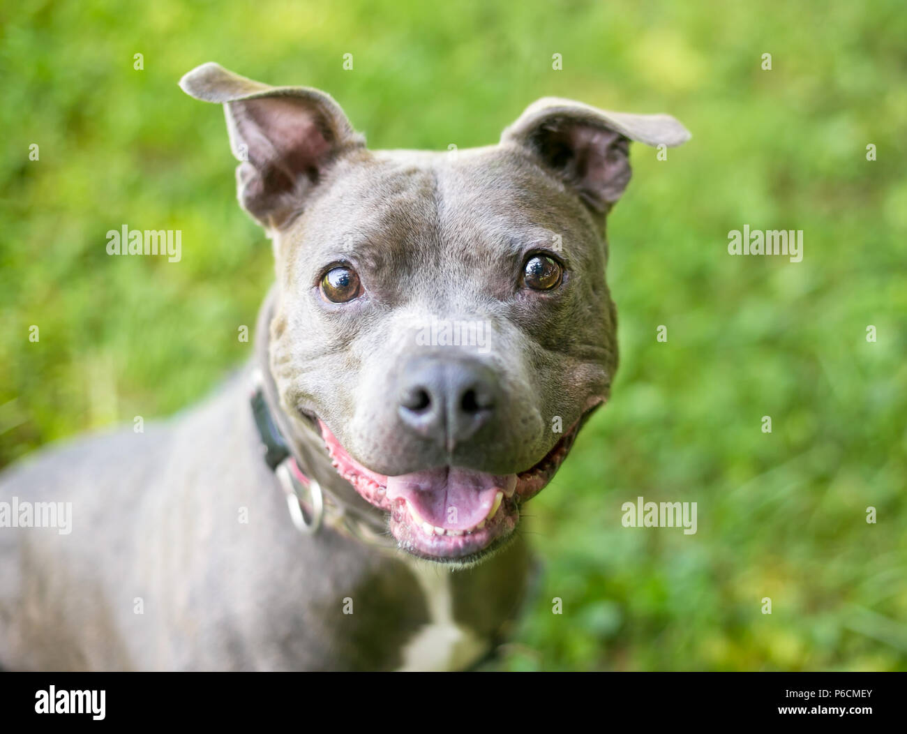 A cute Staffordshire Bull Terrier mixed breed dog with a happy ...