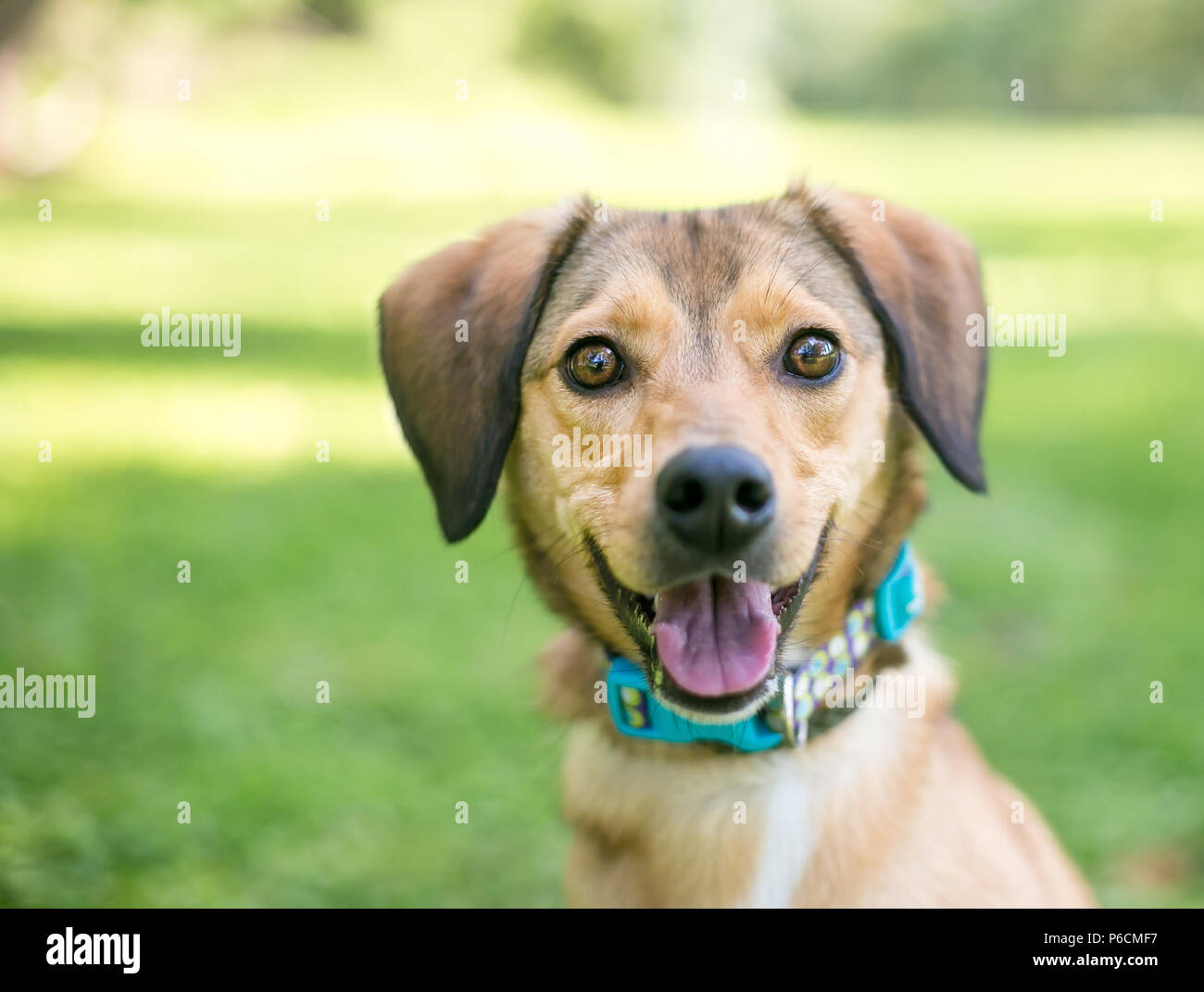 Puppy panting hi-res stock photography and images - Alamy