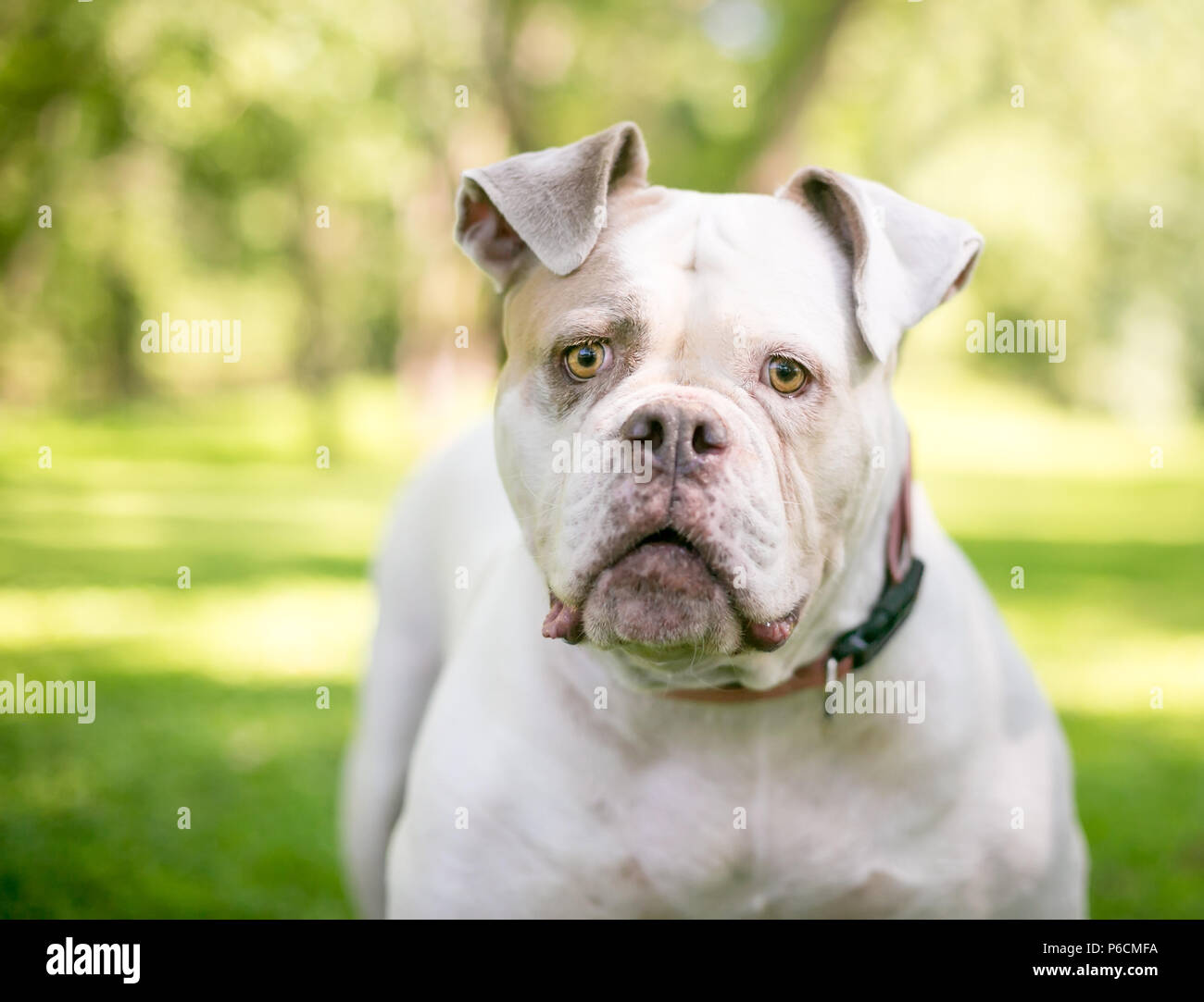 American Bulldog Is A Mixed Breed