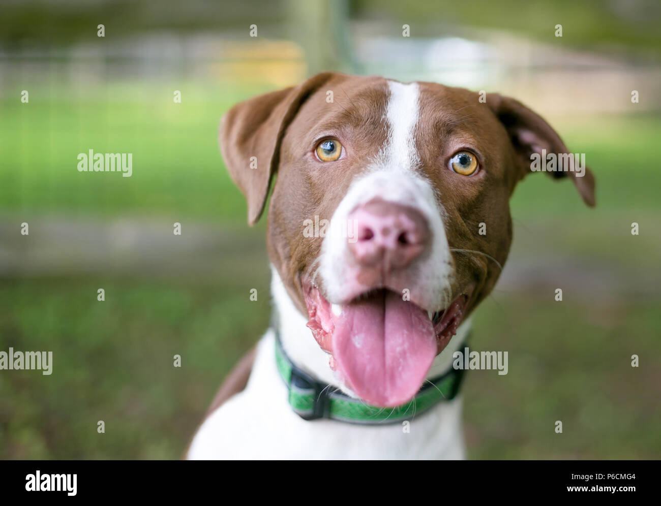 A red and white mixed breed dog wearing a green collar, panting with a ...