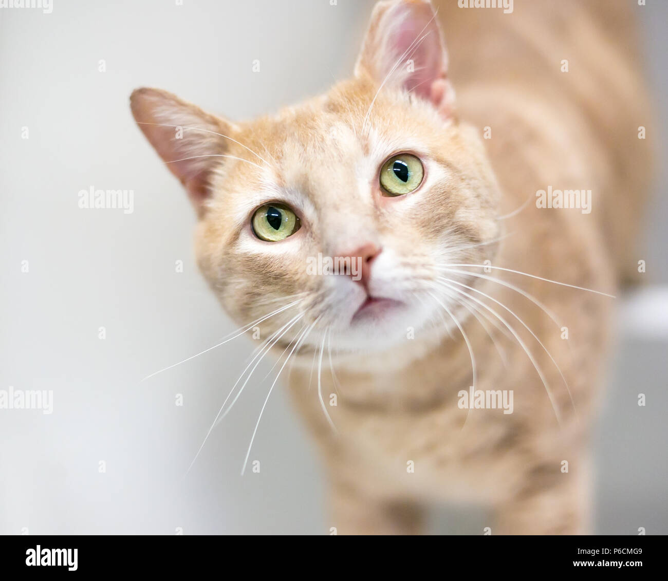 Tabby cat focused hi-res stock photography and images - Alamy