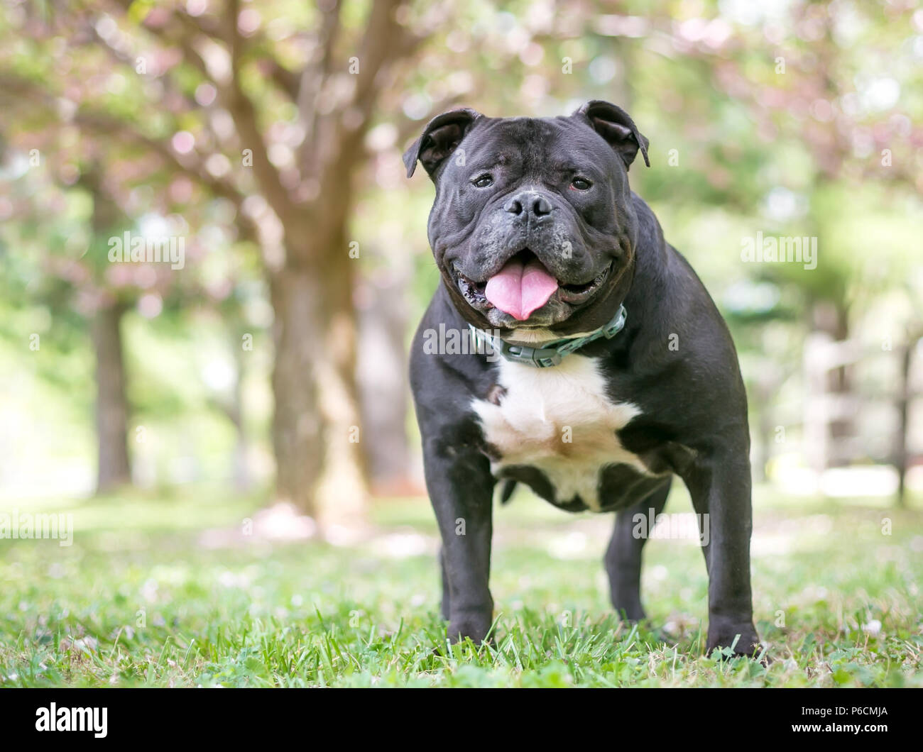 Smiling staffordshire bull terrier hi-res stock photography and images ...