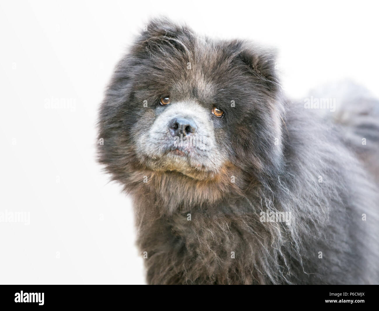 A purebred Chow Chow dog listening with a head tilt Stock Photo - Alamy