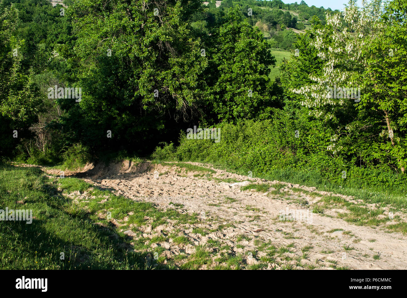 Rural road with dried mud and traces of cattle in sunny day as natural ...