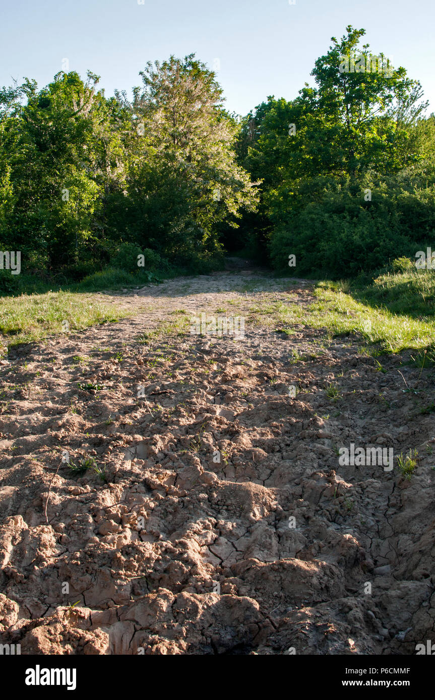 Rural road with dried mud and traces of cattle in sunny day as natural ...