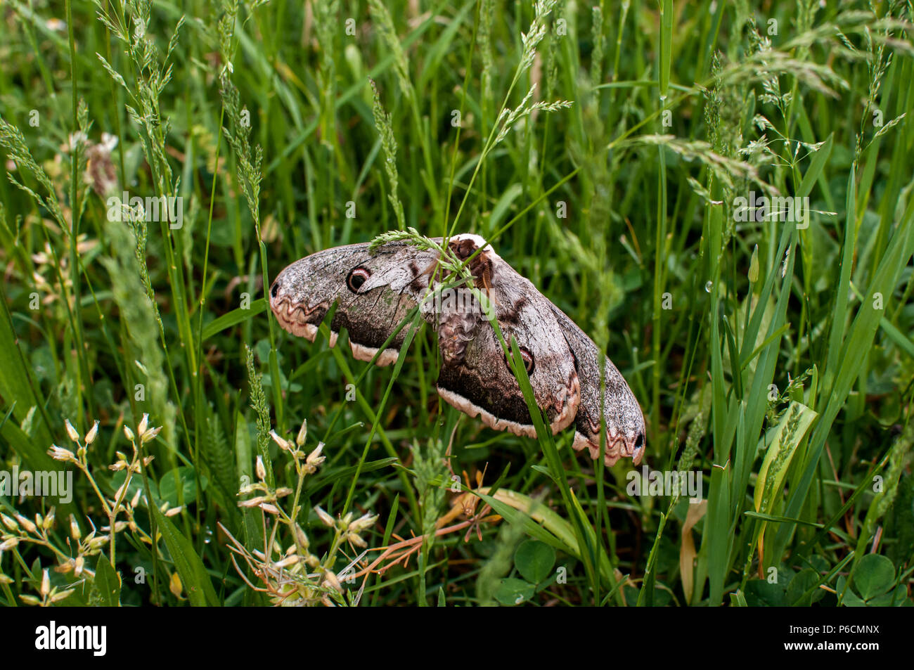 Butterfly with injured wing hi-res stock photography and images - Alamy