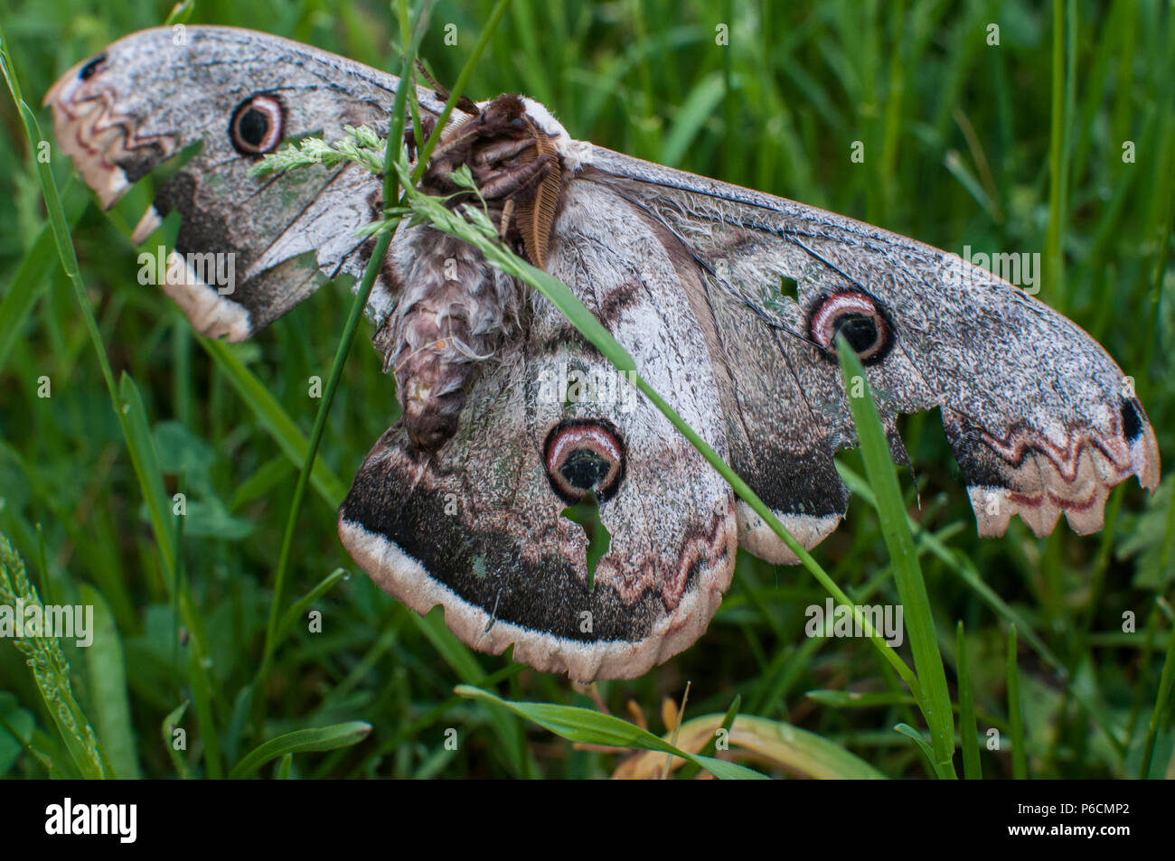 Saturnia pyri female giant peacock moth with injured wing on green ...