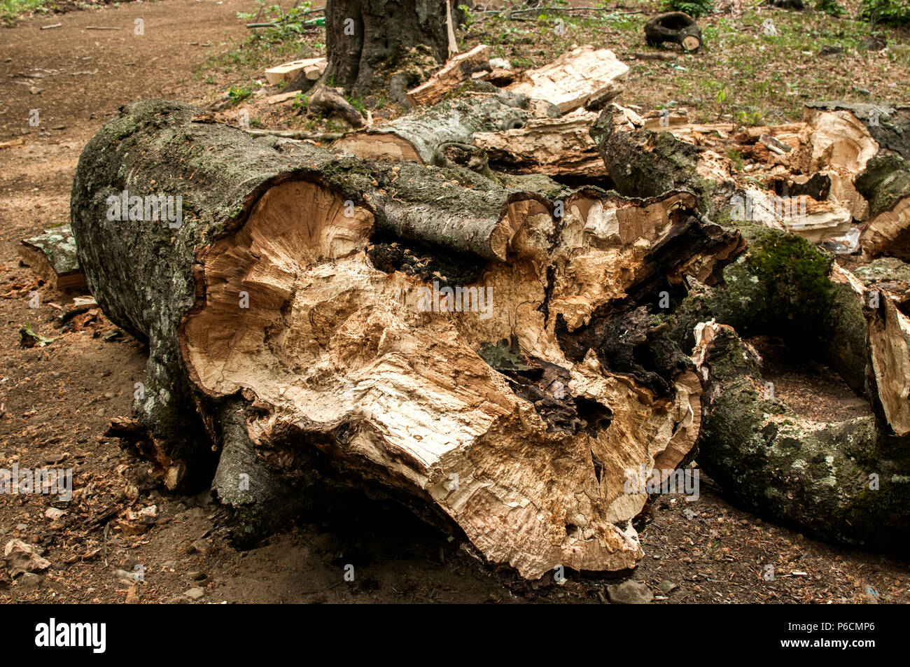 Beechwood log hi-res stock photography and images - Alamy