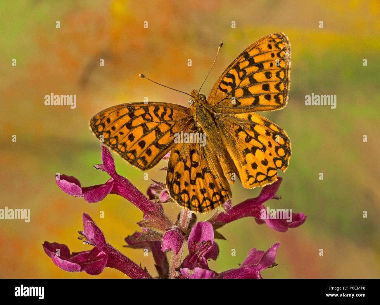 A Zerene Fritillary butterfly, Speyeria zerene, on a wildflower in the ...